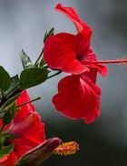 Josephine Donaldson Obituary | Afterall