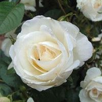 Michael McCarty Obituary | Altogether