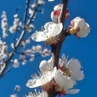 Carol Sweeney Obituary | Afterall