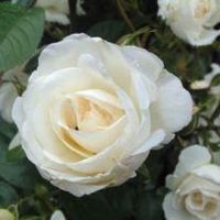 Ching Lin Obituary | Afterall