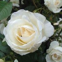 Joseph Rondeau Obituary | Afterall