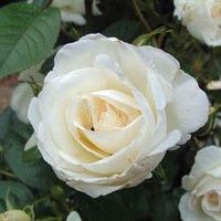 David Tutt Obituary | Altogether