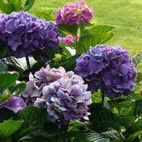 Edith Hampton Obituary | Afterall