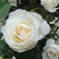 Jane Cosgrove Obituary | Altogether