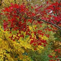 Joseph Rocca Obituary | Afterall