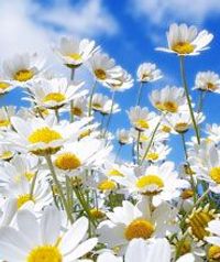 Sandra Christianson Obituary | Afterall