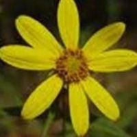 Jessica Nye Obituary | Afterall