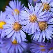 Carol Mapes Obituary | Afterall