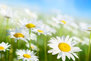 Joseph Berube Obituary | Afterall