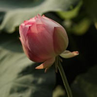 Dawn Graybill Obituary | Cremation Services of Pennsylvania