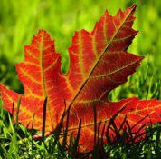 Steven Altier Obituary | Afterall