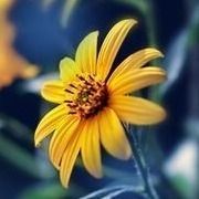 Pamela Fritz Obituary | Altogether