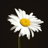 Kelly Amick Obituary | Altogether